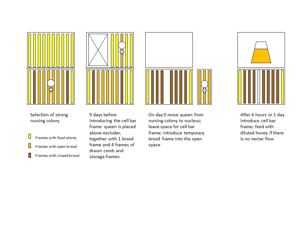 Queen rearing in a combined starter and cell building colony – Imkerij ...